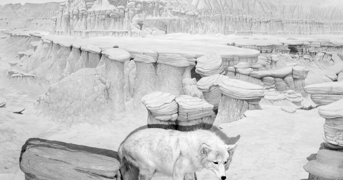 A Natural History (Built to be Seen) - PhMuseum