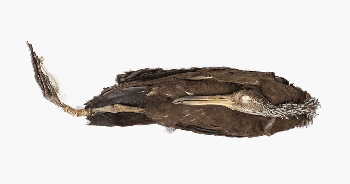 Ornis II: "La muerte es bella y la eternidad también"" - PhMuseum