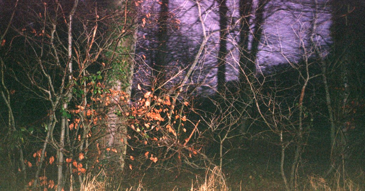 The Dancing Forest - PhMuseum