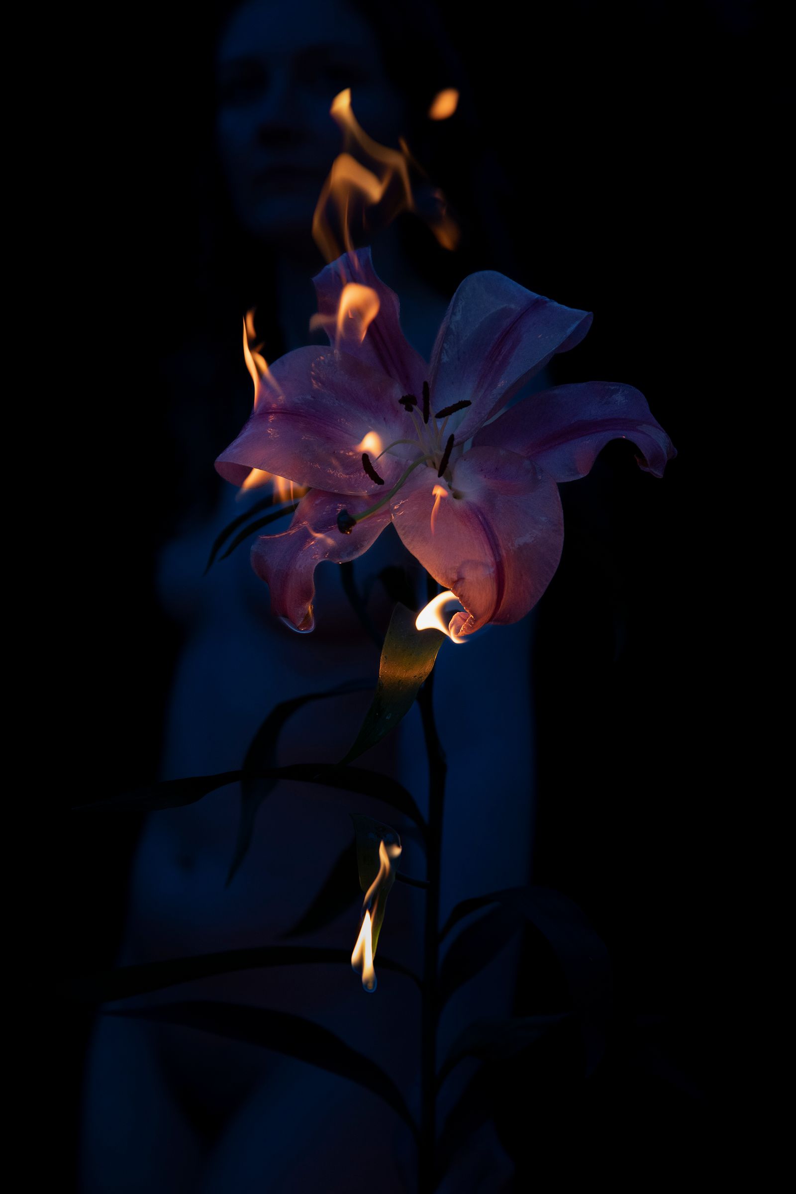 Burning Lilies - PhMuseum