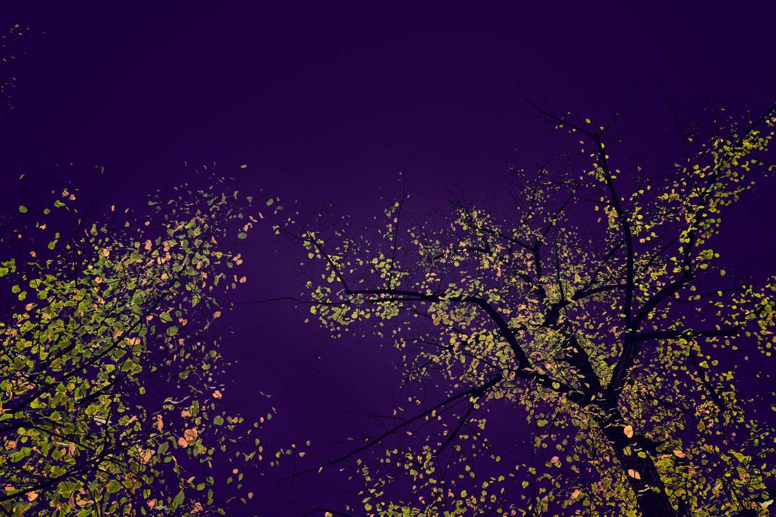 Hamadryádes - PhMuseum