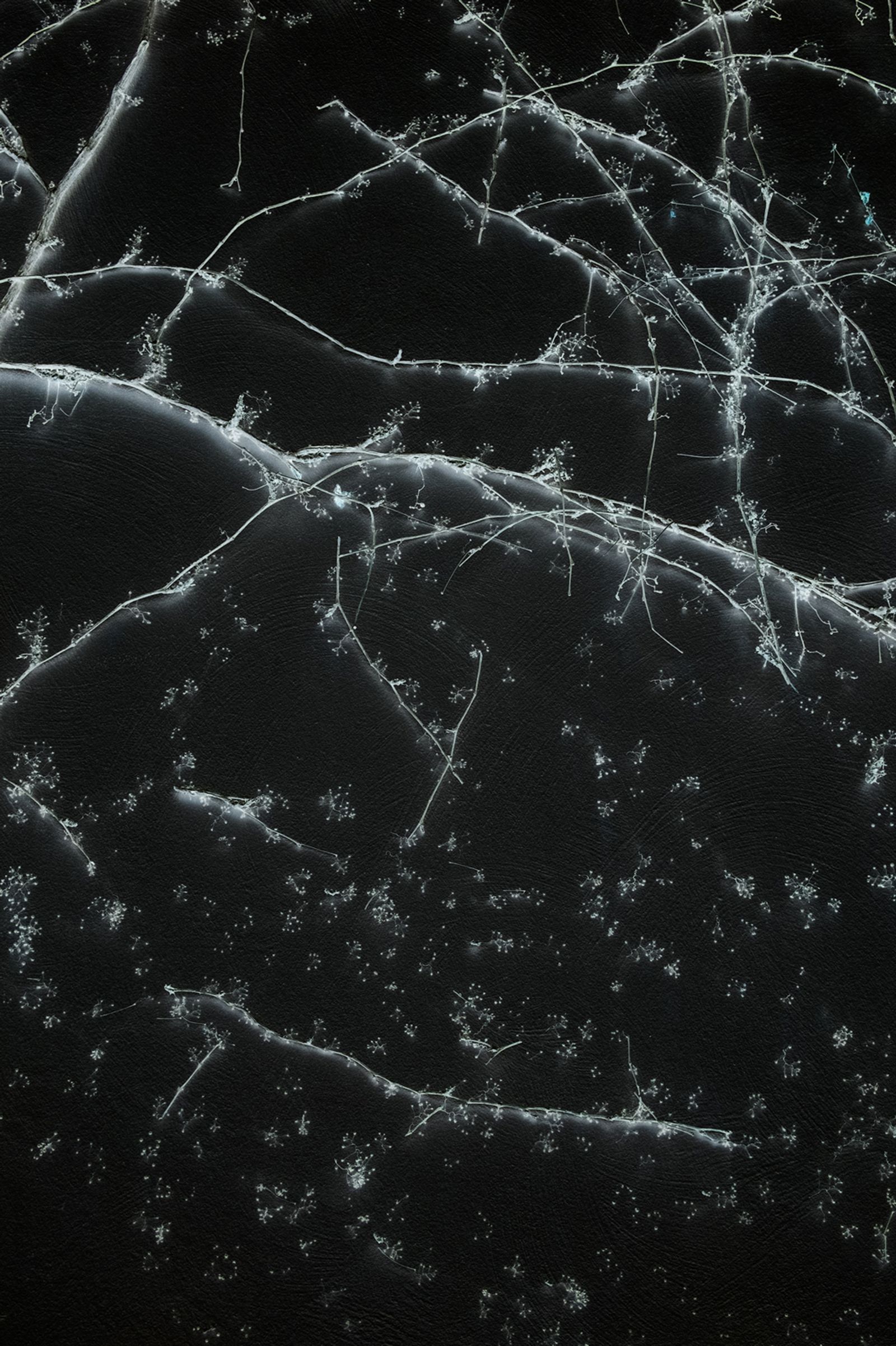 Hamadryádes - PhMuseum