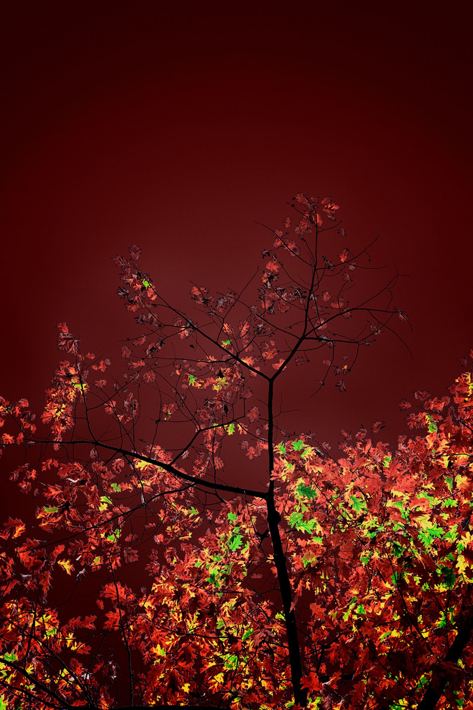 Hamadryádes - PhMuseum