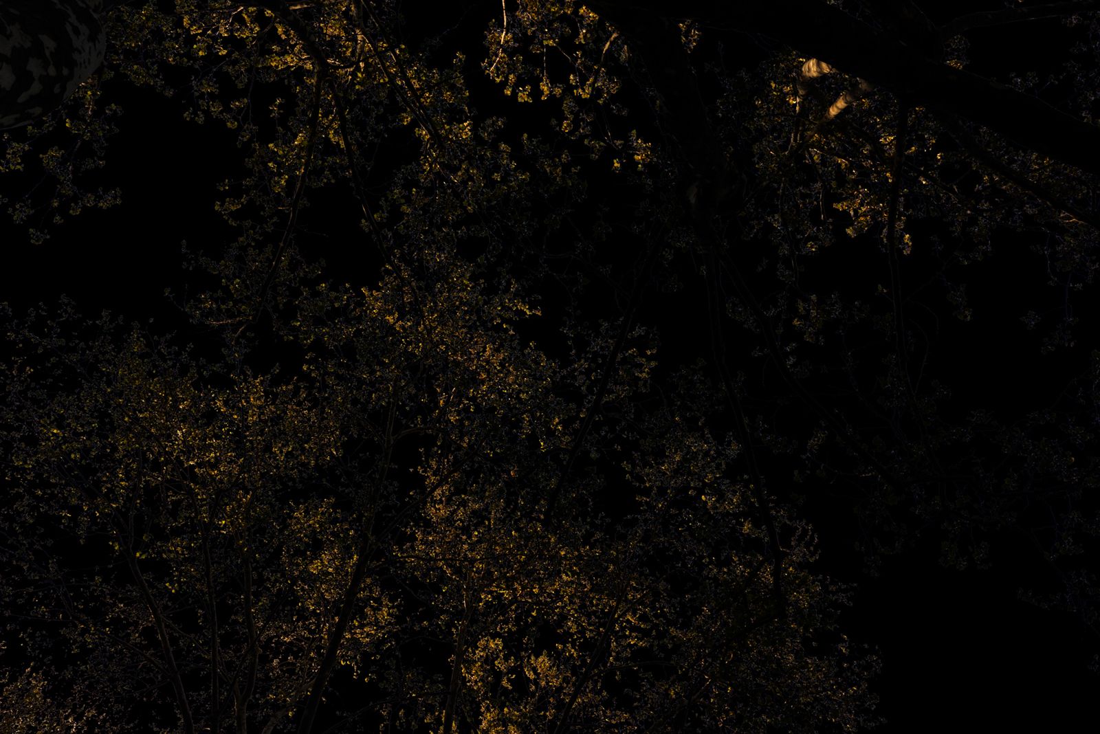 Hamadryádes - PhMuseum