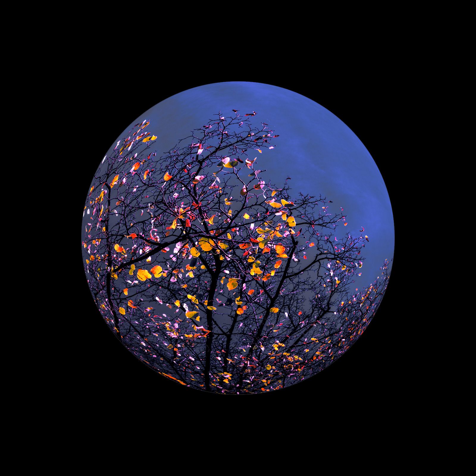 Hamadryádes - PhMuseum