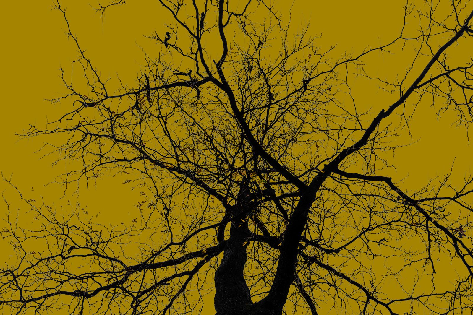 Hamadryádes - PhMuseum