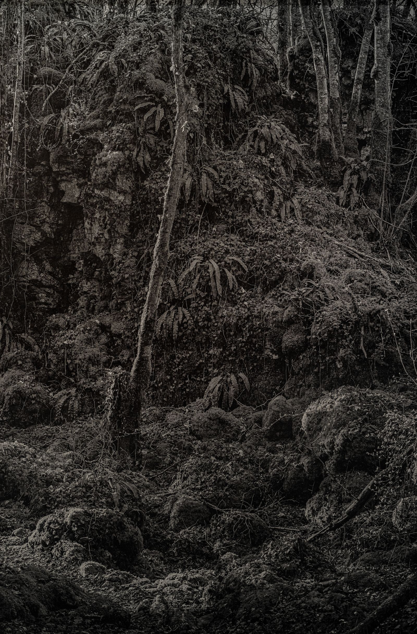 A pure spirit grows beneath the bark of stones - PhMuseum