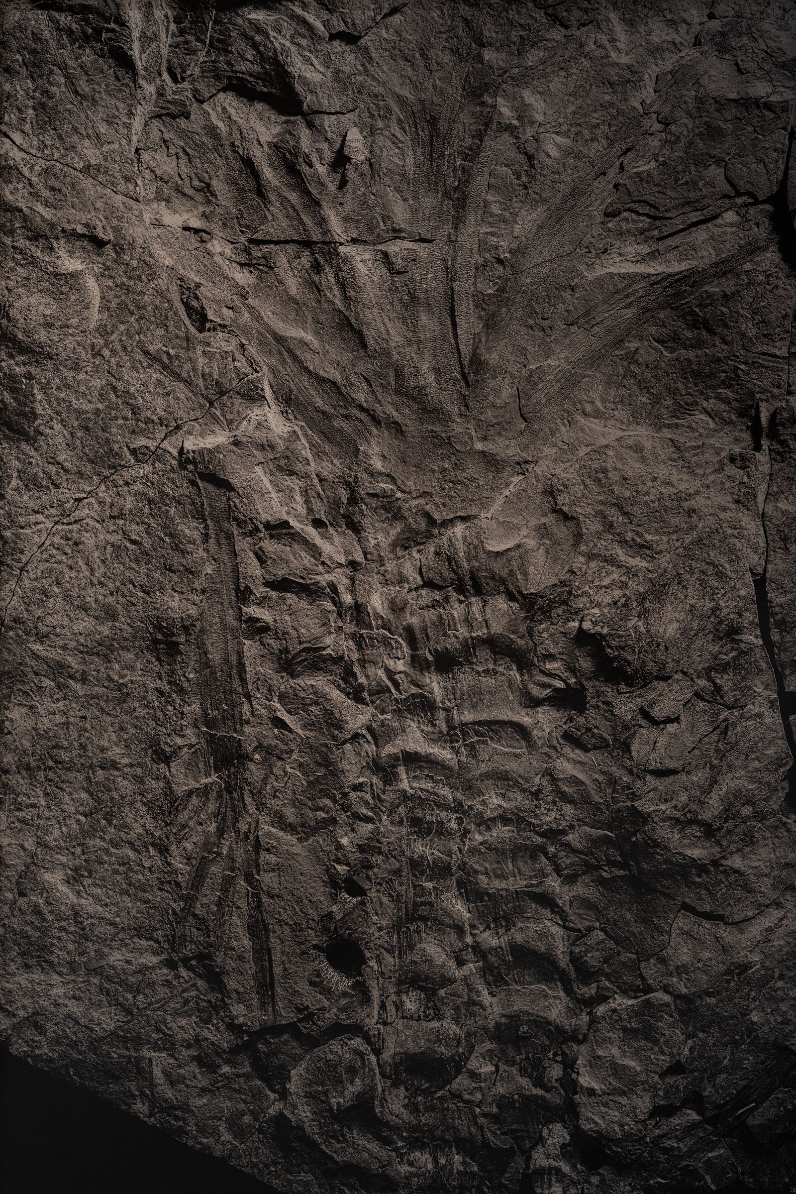 A pure spirit grows beneath the bark of stones - PhMuseum
