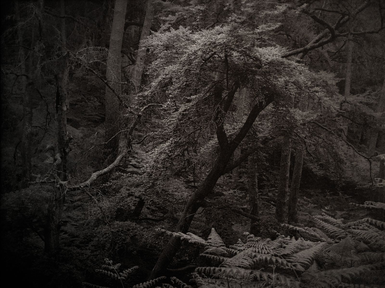 A pure spirit grows beneath the bark of stones - PhMuseum