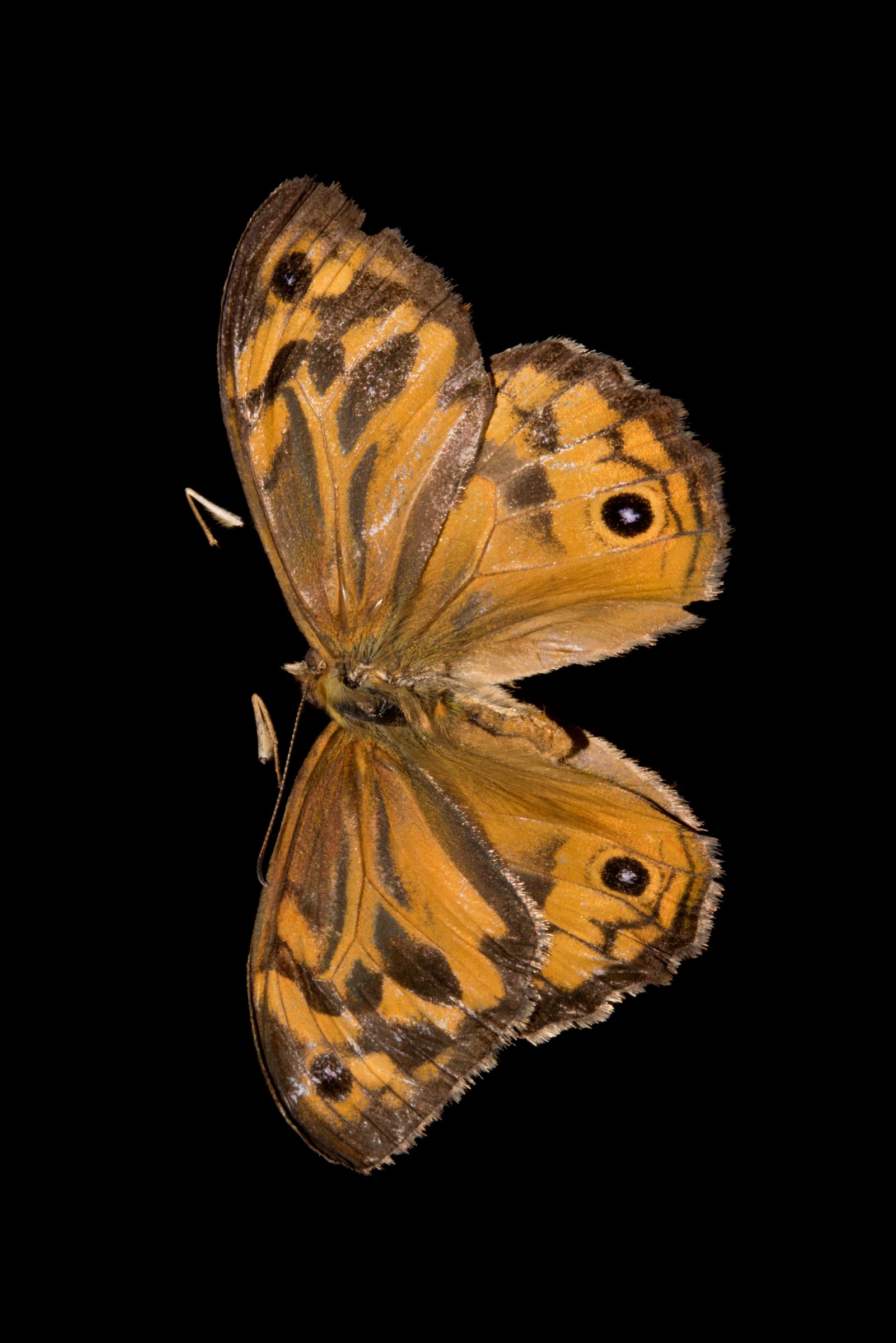 Night Garden - PhMuseum