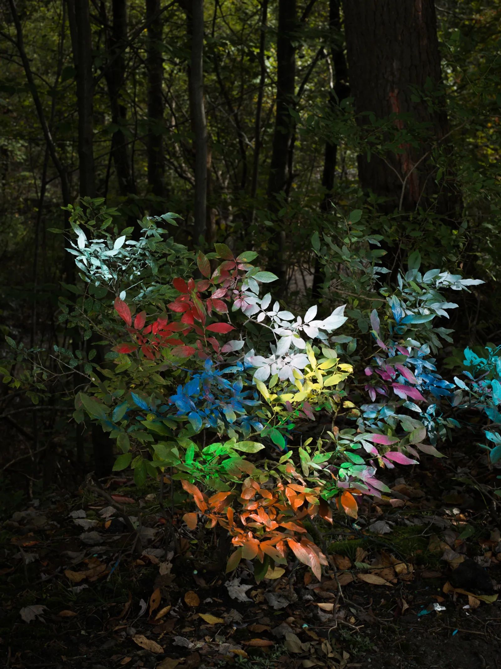 Christopher Valentine's Perspective on Humans' Power over Nature - PhMuseum