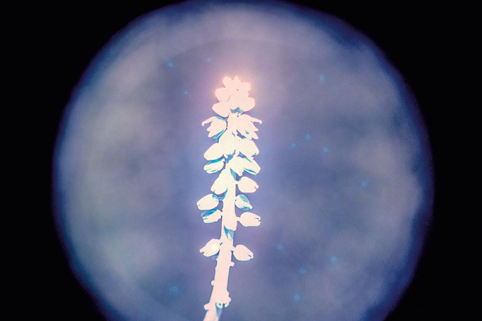 Kepler 186f Phmuseum