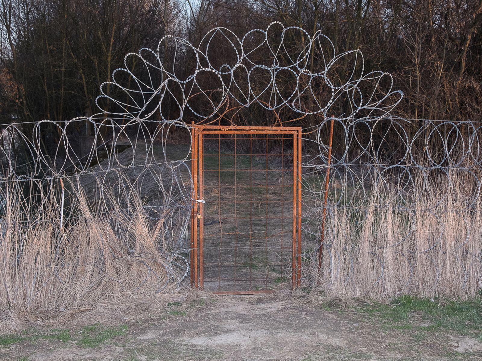 Two tailed dog - PhMuseum