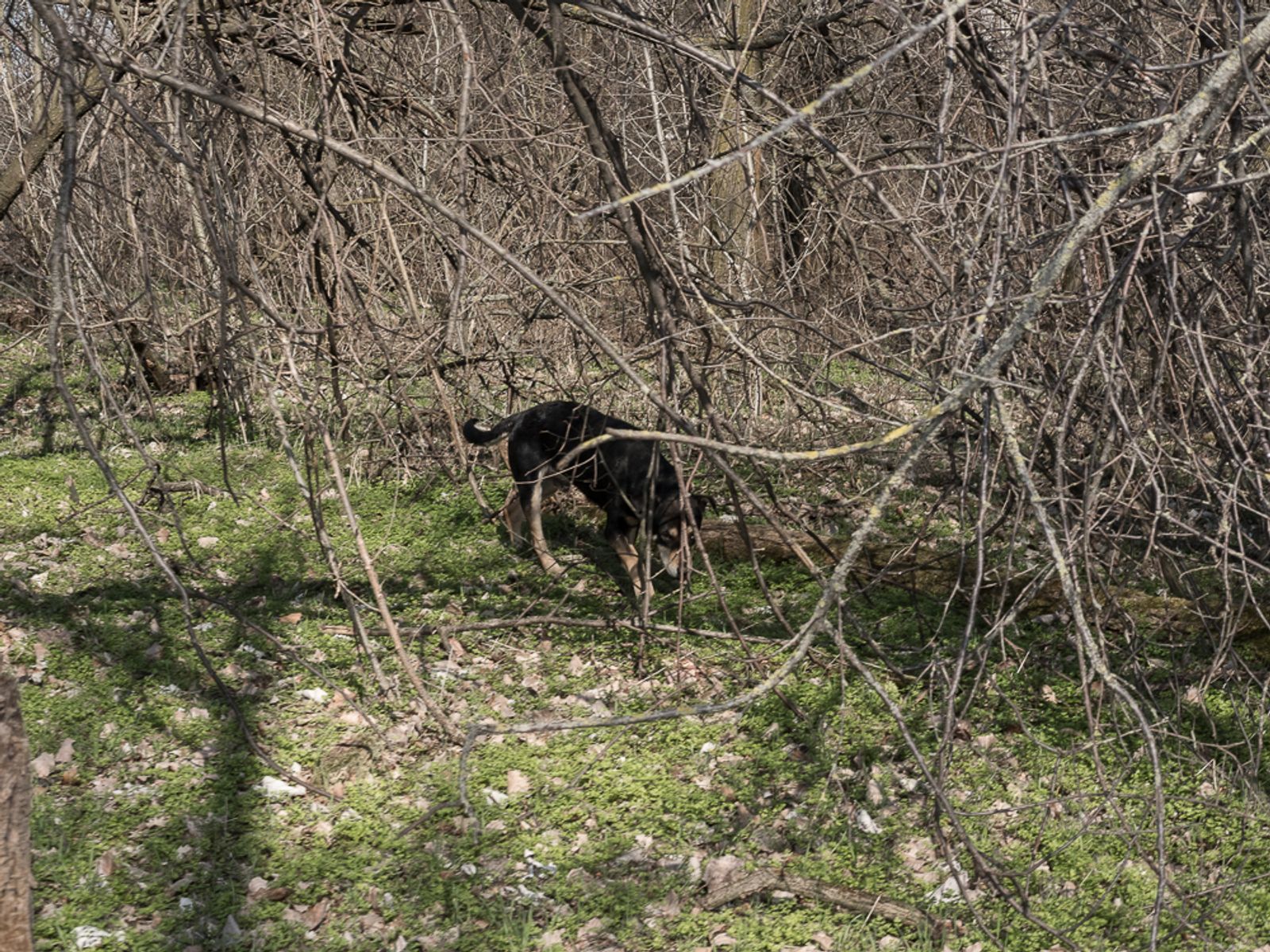 Two tailed dog - PhMuseum