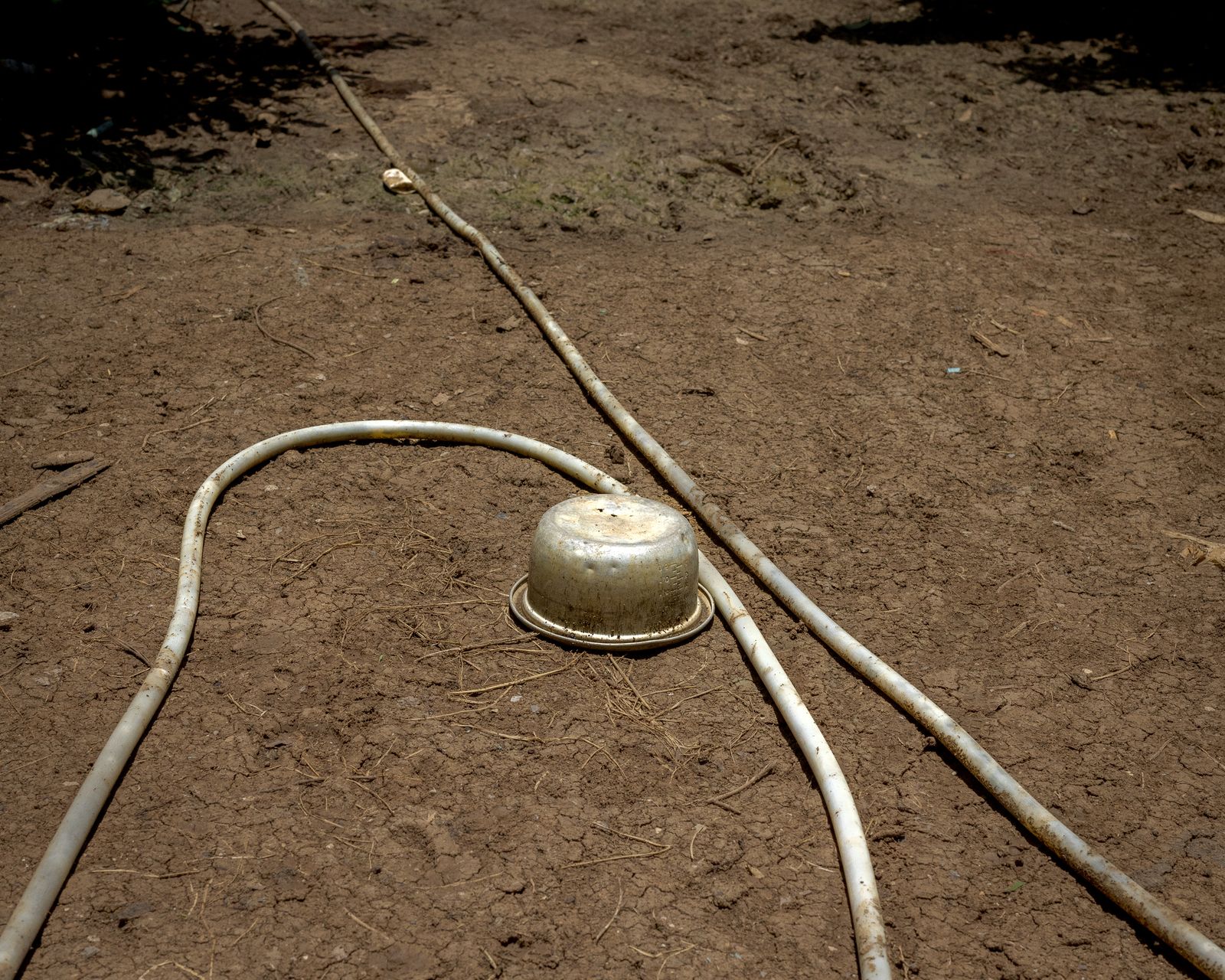 Beauty and the Pigs - PhMuseum