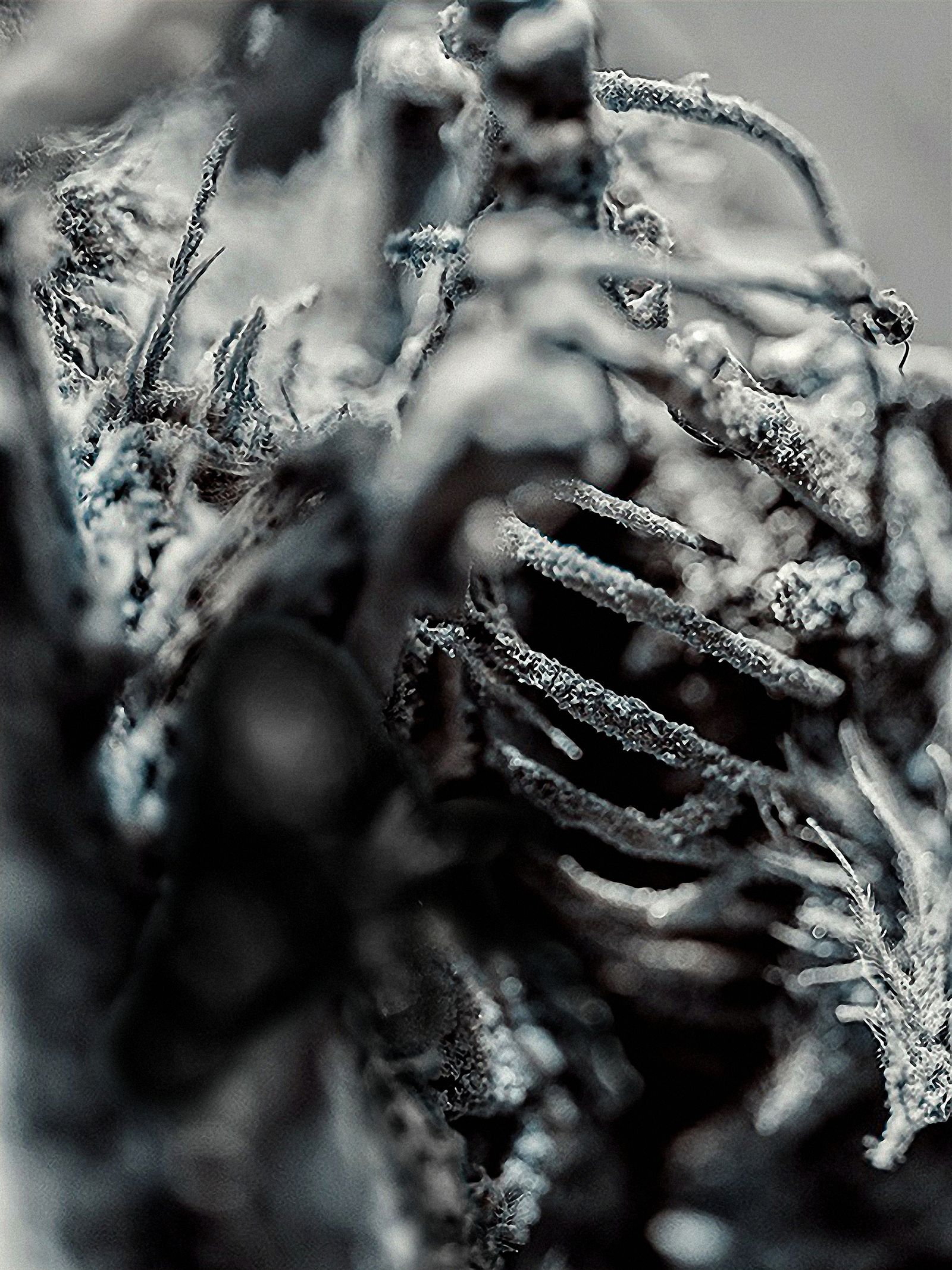 The Nameless Dread - PhMuseum