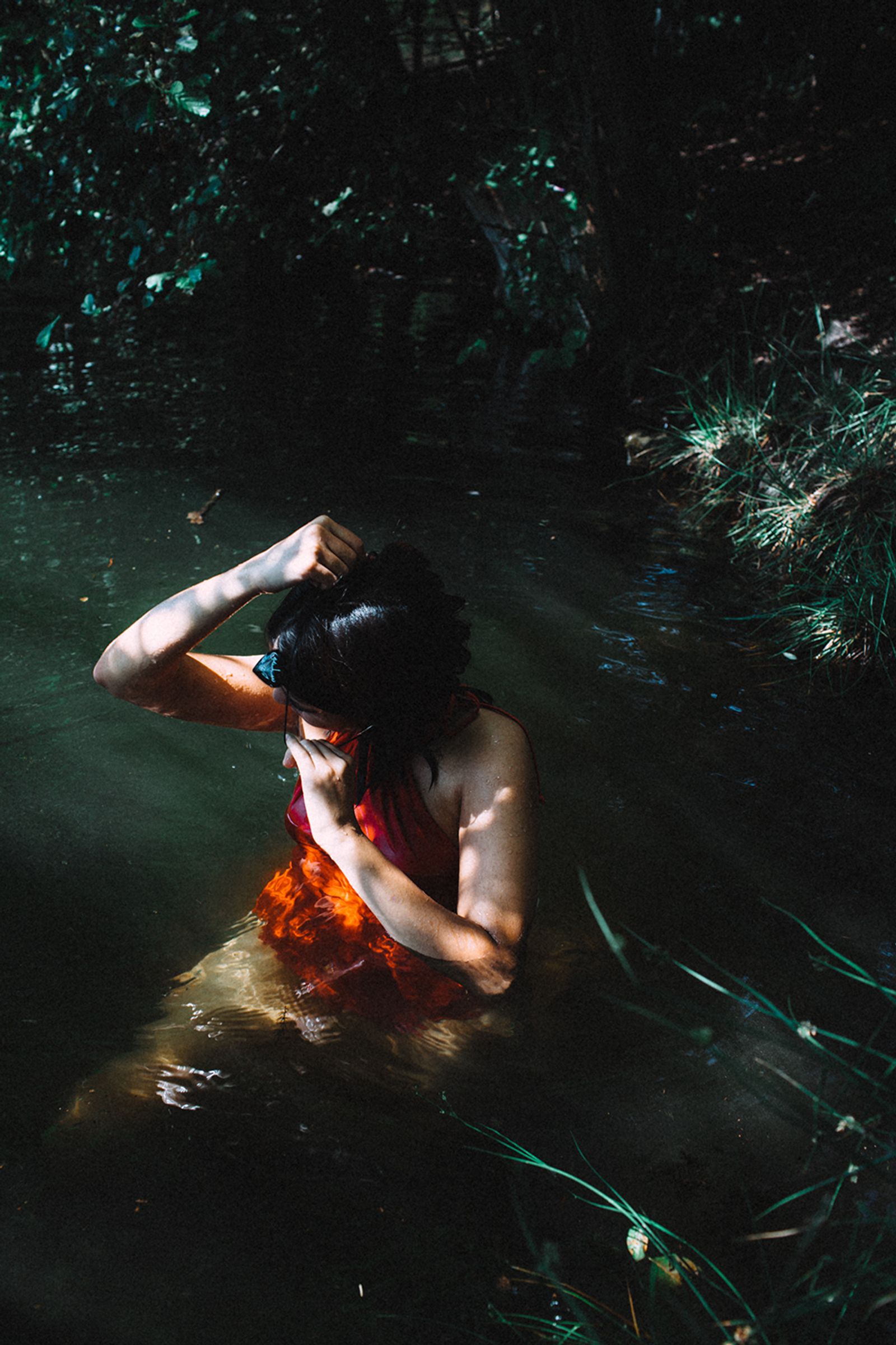 Dandelion - PhMuseum