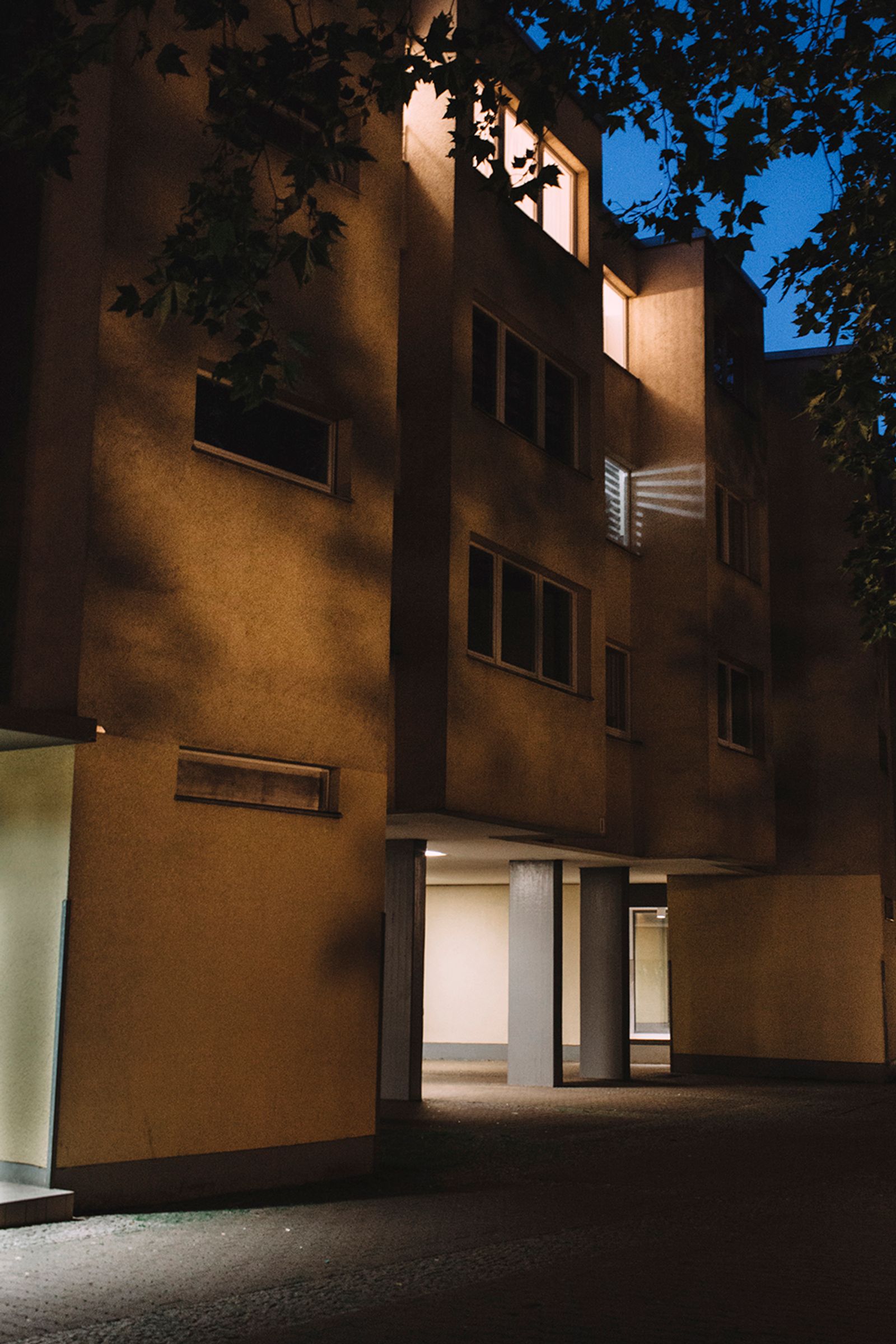 Dandelion - PhMuseum