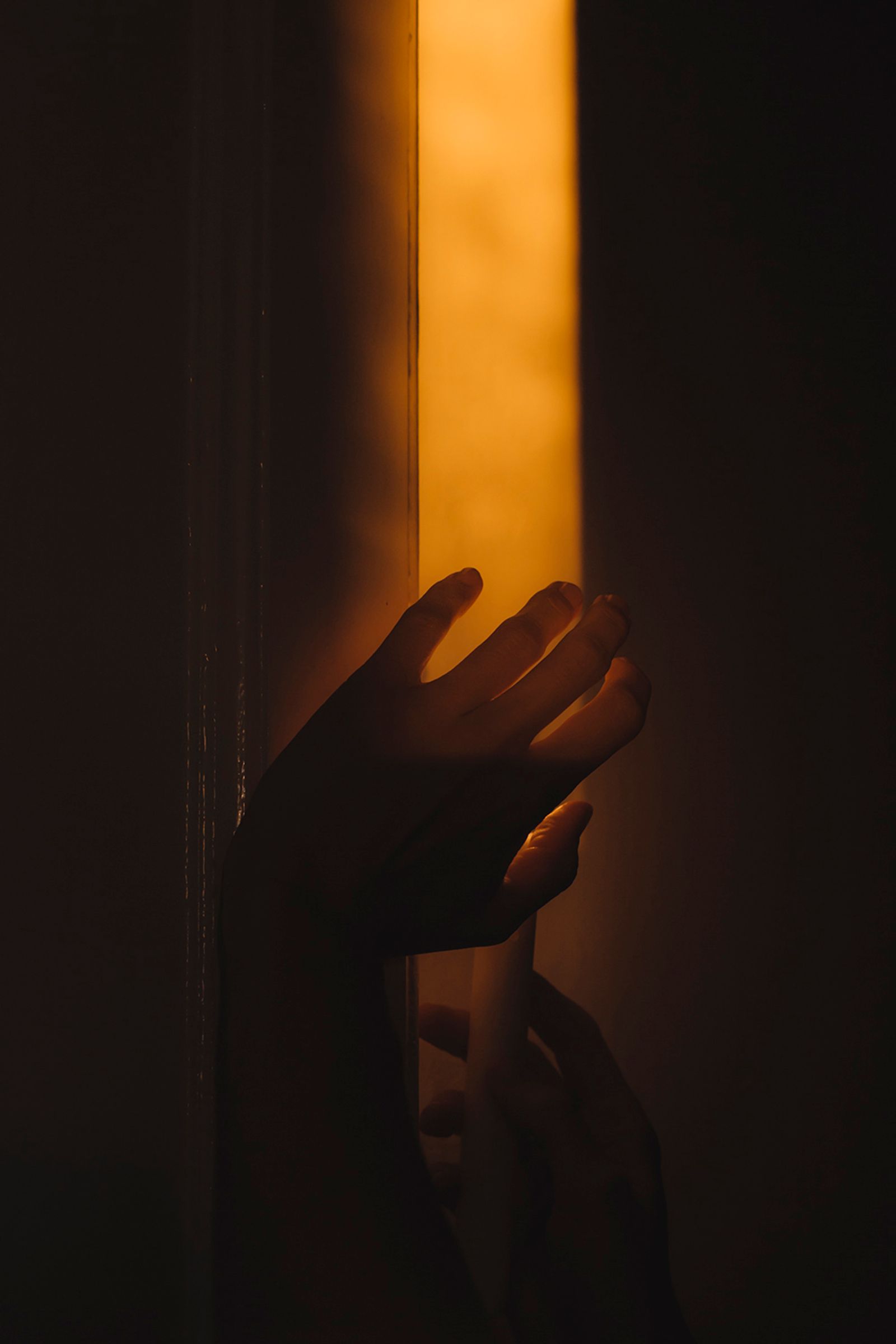 Dandelion - PhMuseum