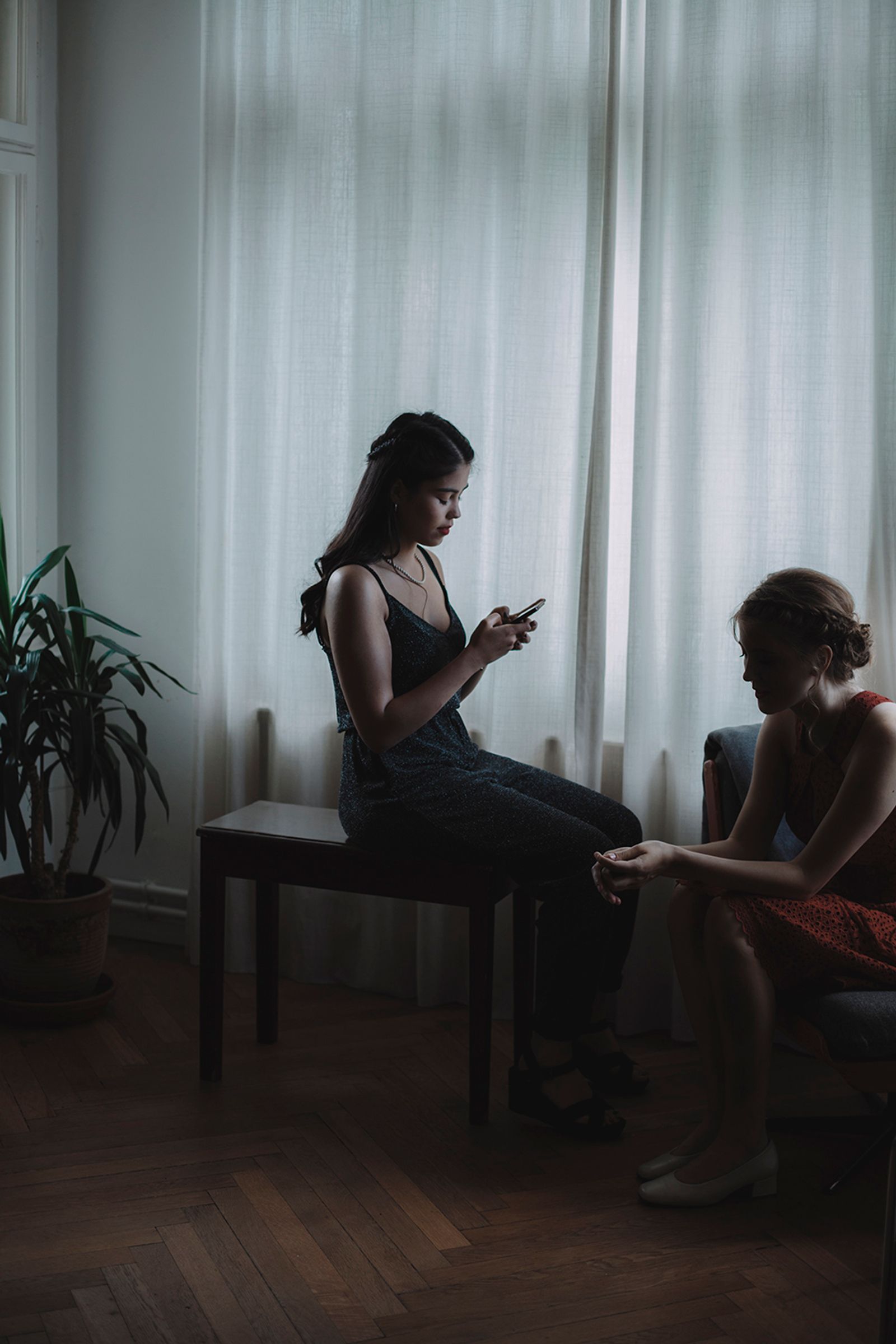 Dandelion - PhMuseum