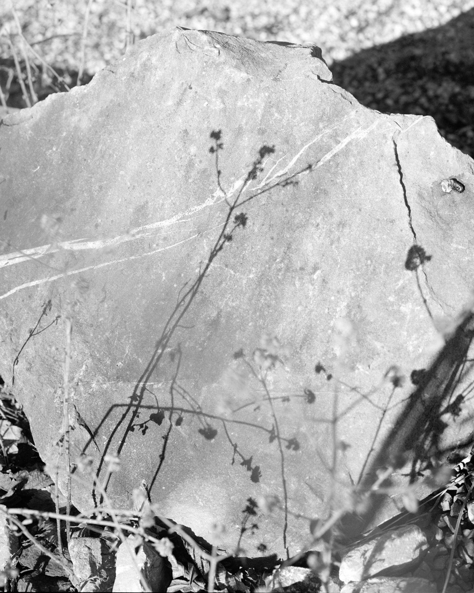 You Felt the Roots Grow - PhMuseum