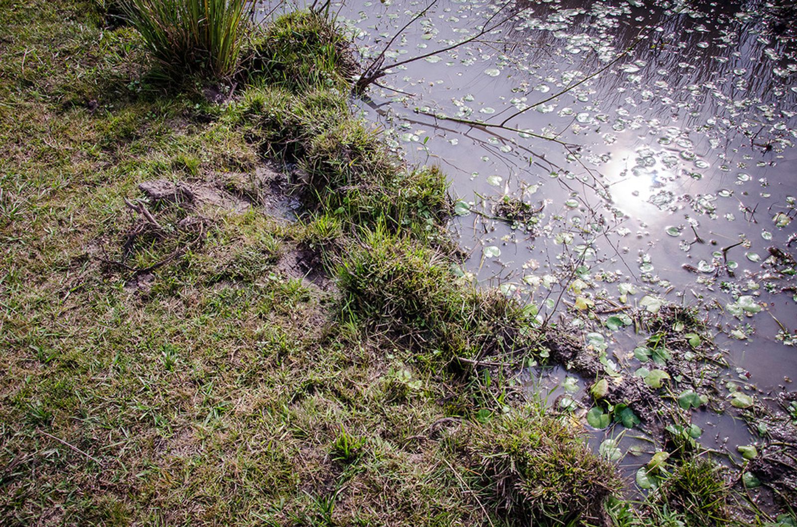 The Invisible Ones -a strange documentary into the wetlands - PhMuseum