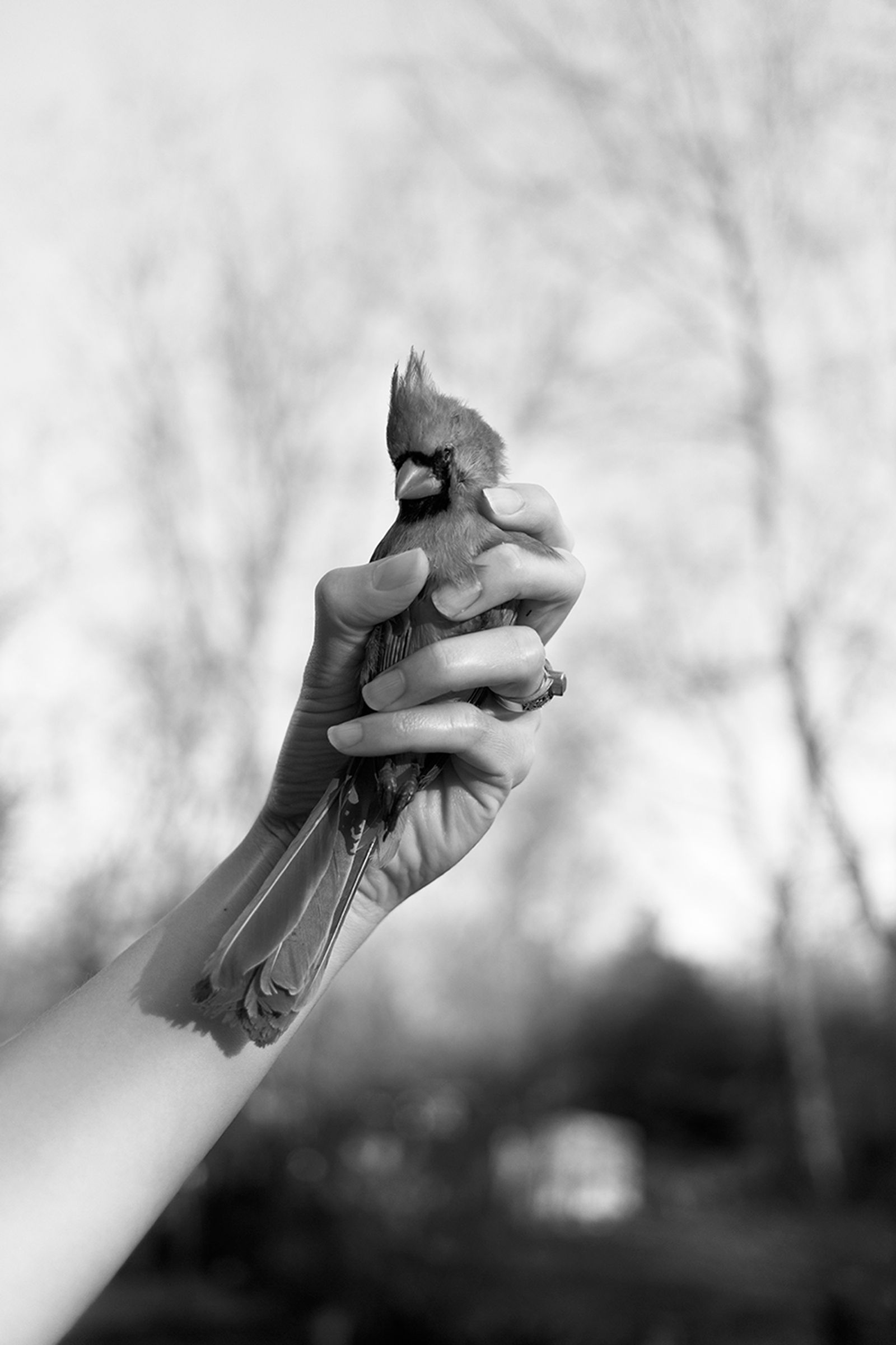 The Impermanent Strip of Light - PhMuseum