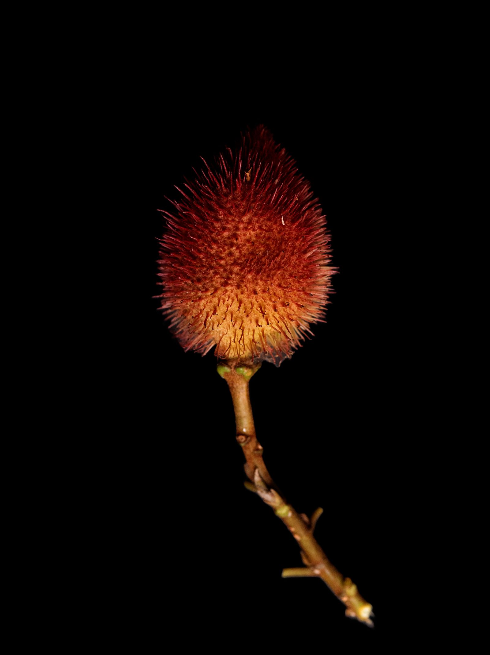 The Planet Bee: Meliponiculture in the Amazon Rainforest - PhMuseum