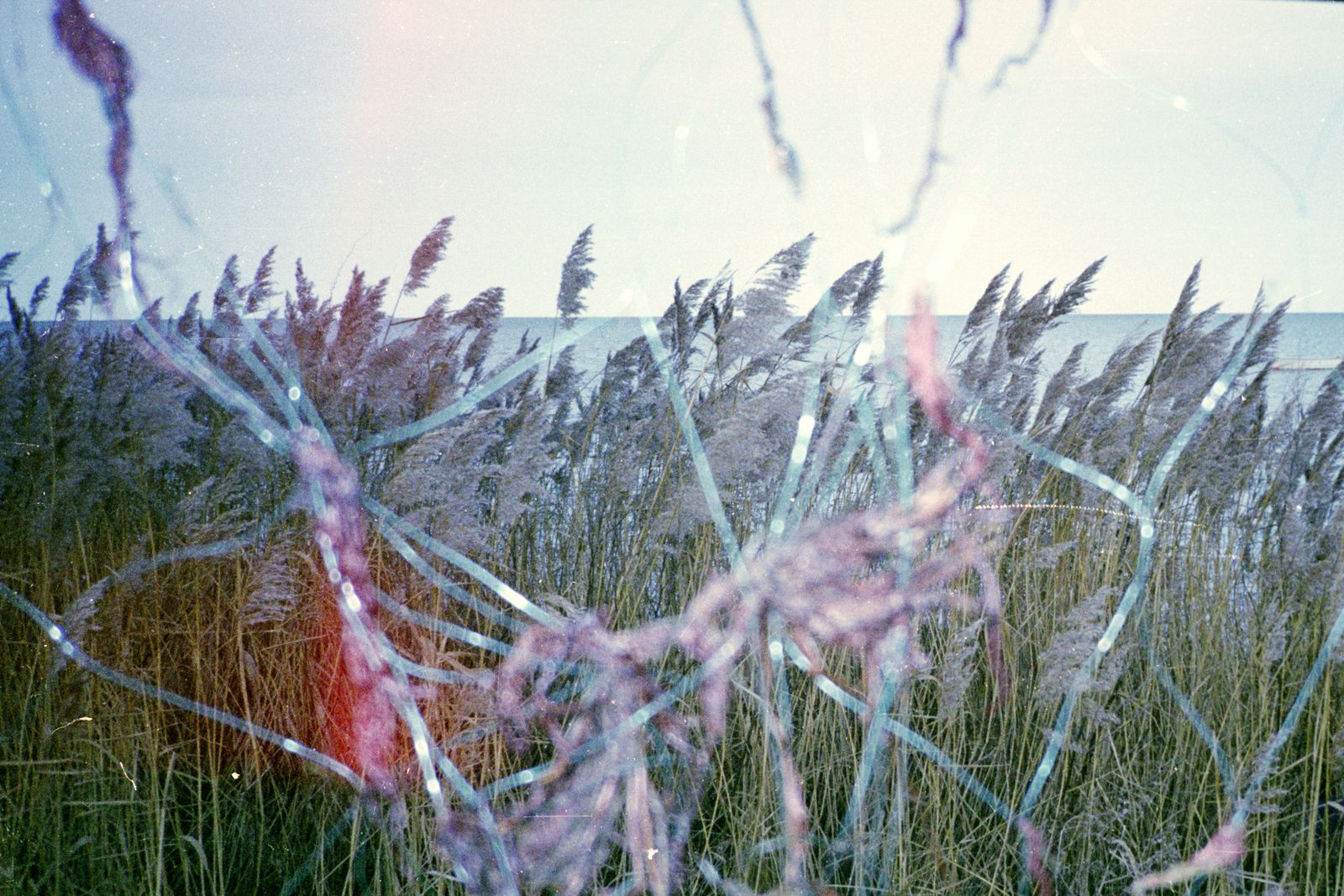 The Dancing Forest - PhMuseum