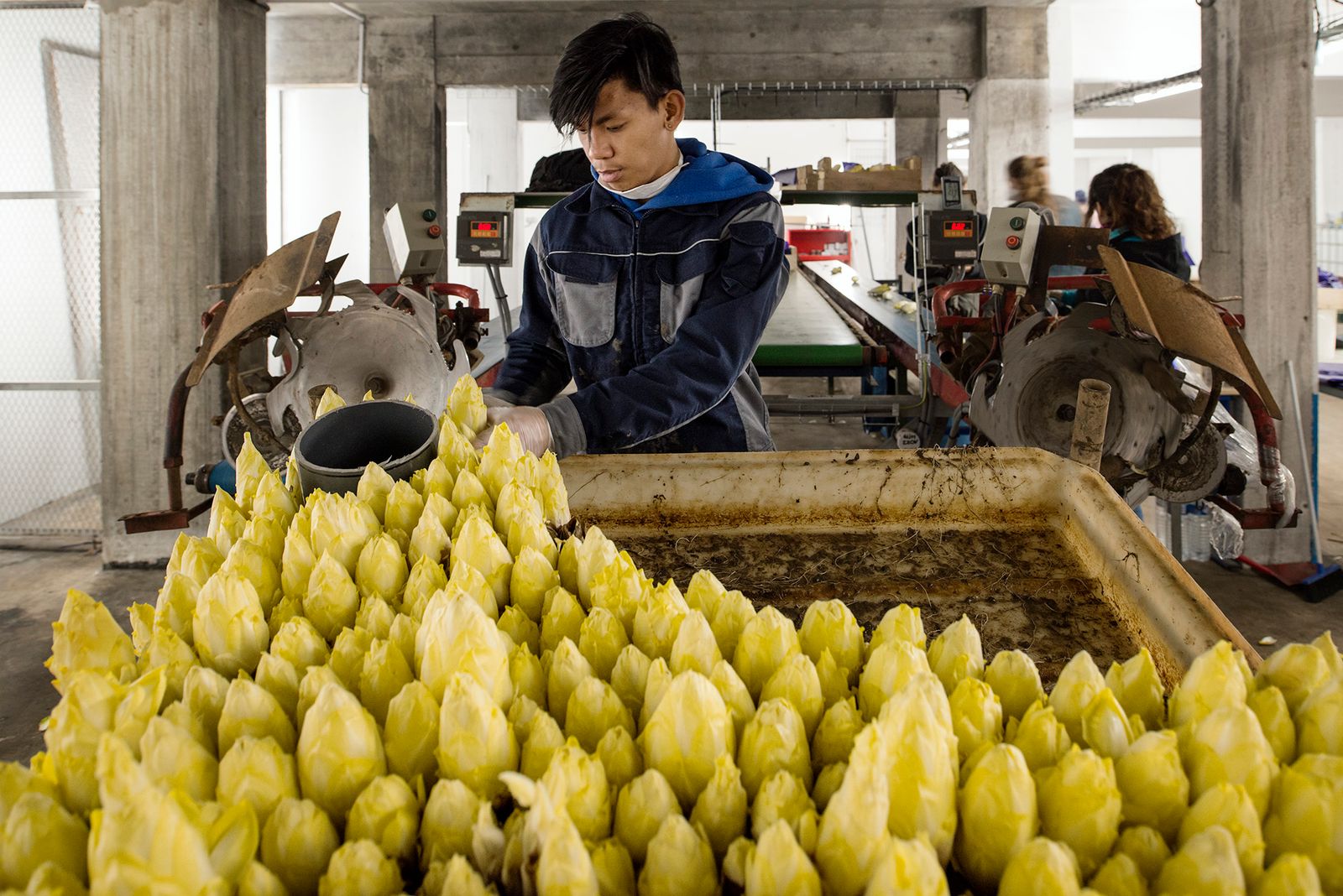 Parisian Agriculture - PhMuseum