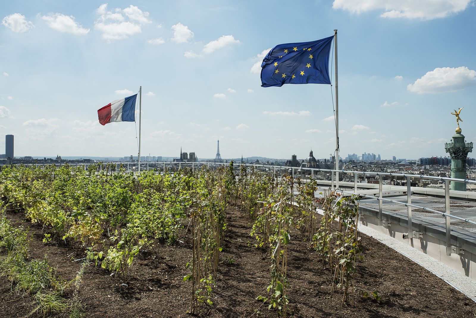 Parisian Agriculture - PhMuseum