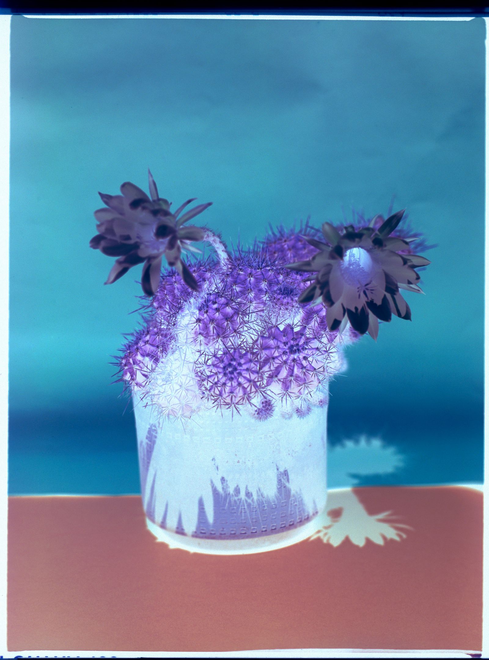 Elvis Rose - PhMuseum