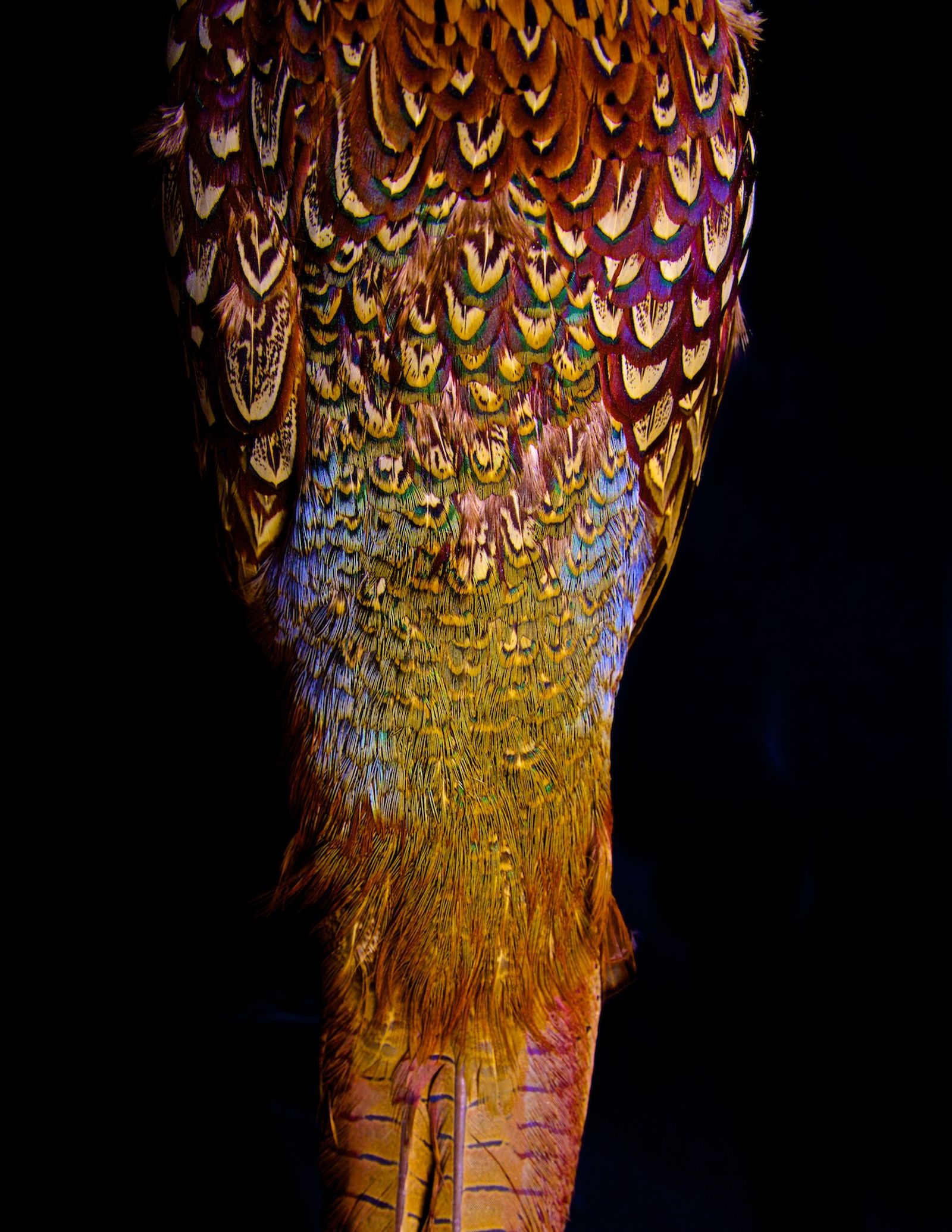 Plumigeri - PhMuseum