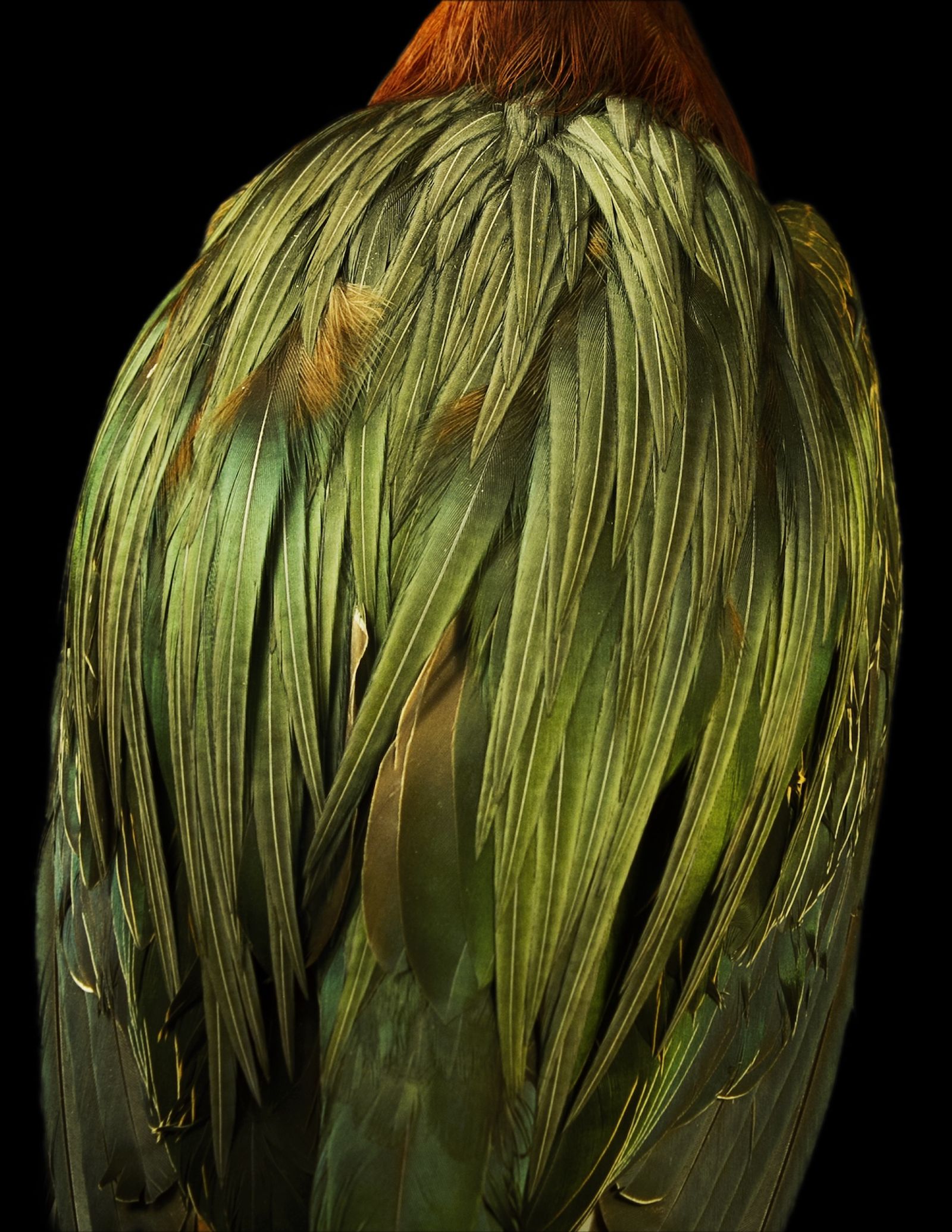 Plumigeri - PhMuseum