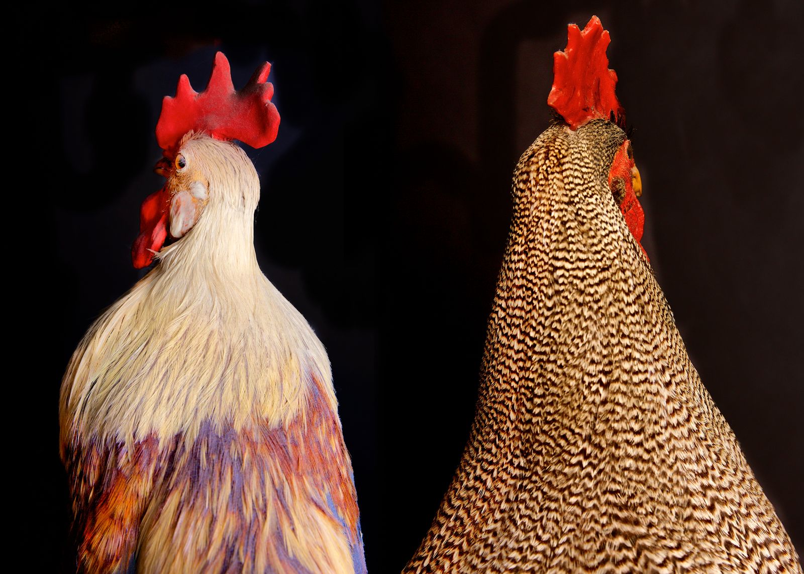 Plumigeri - PhMuseum