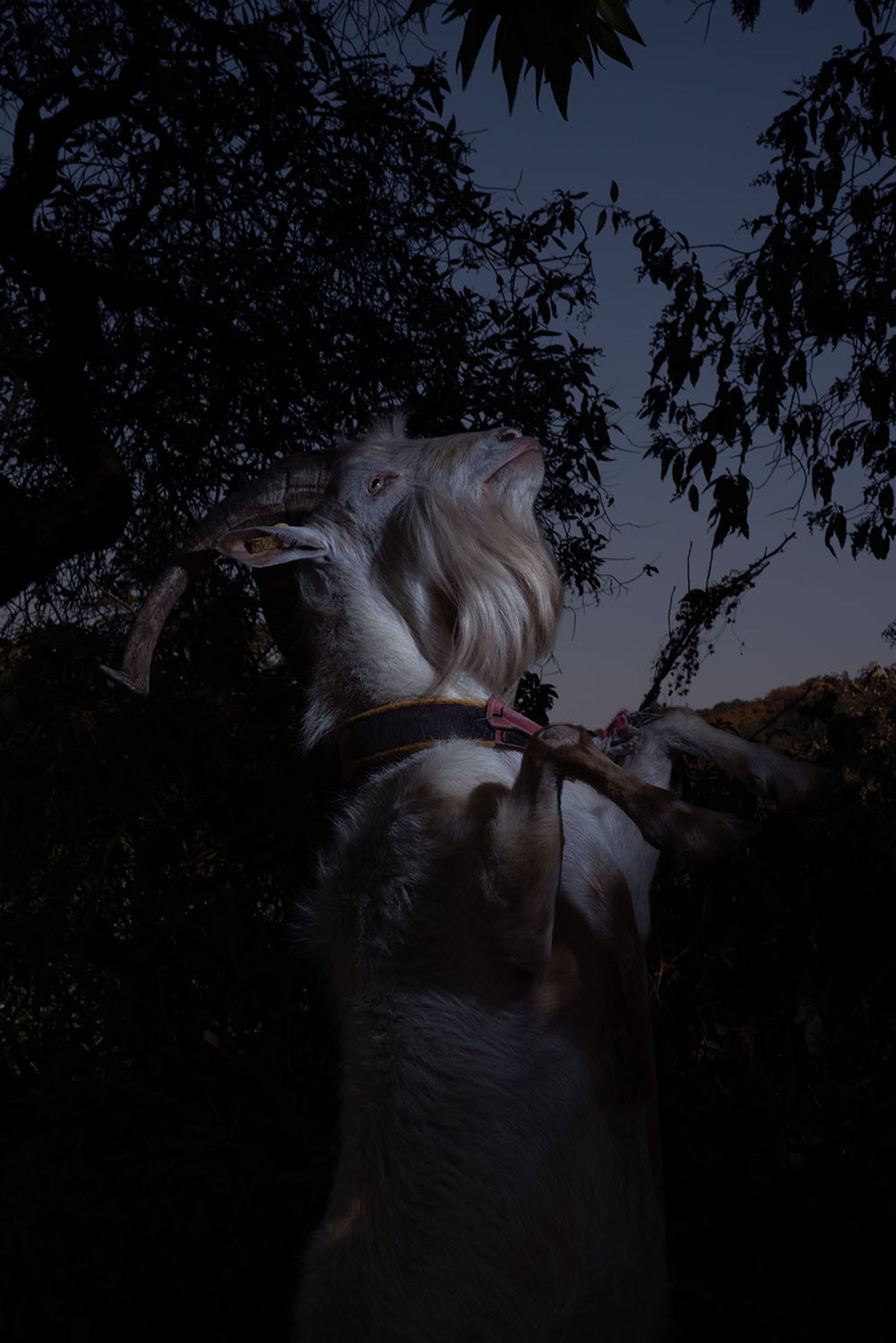 Chupacabras - PhMuseum