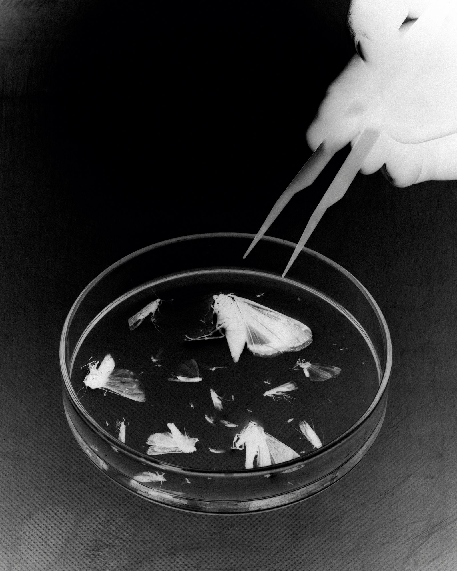 Protege Noctem – If Darkness Disappeared - PhMuseum