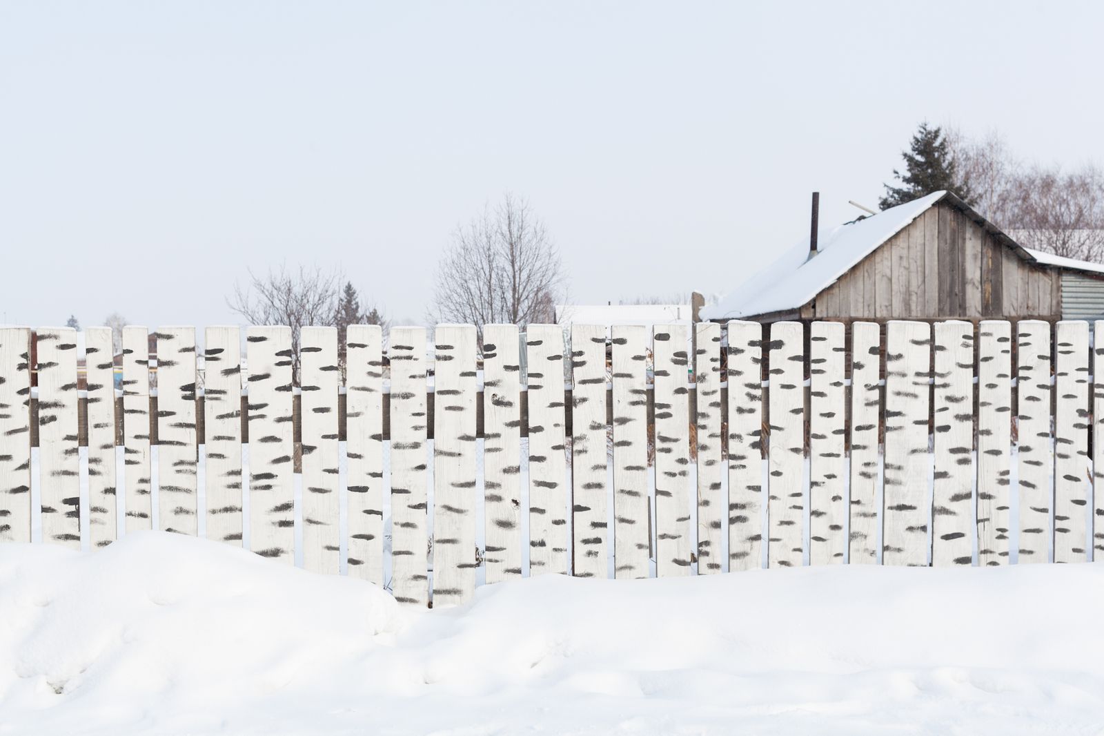 Birch man - PhMuseum