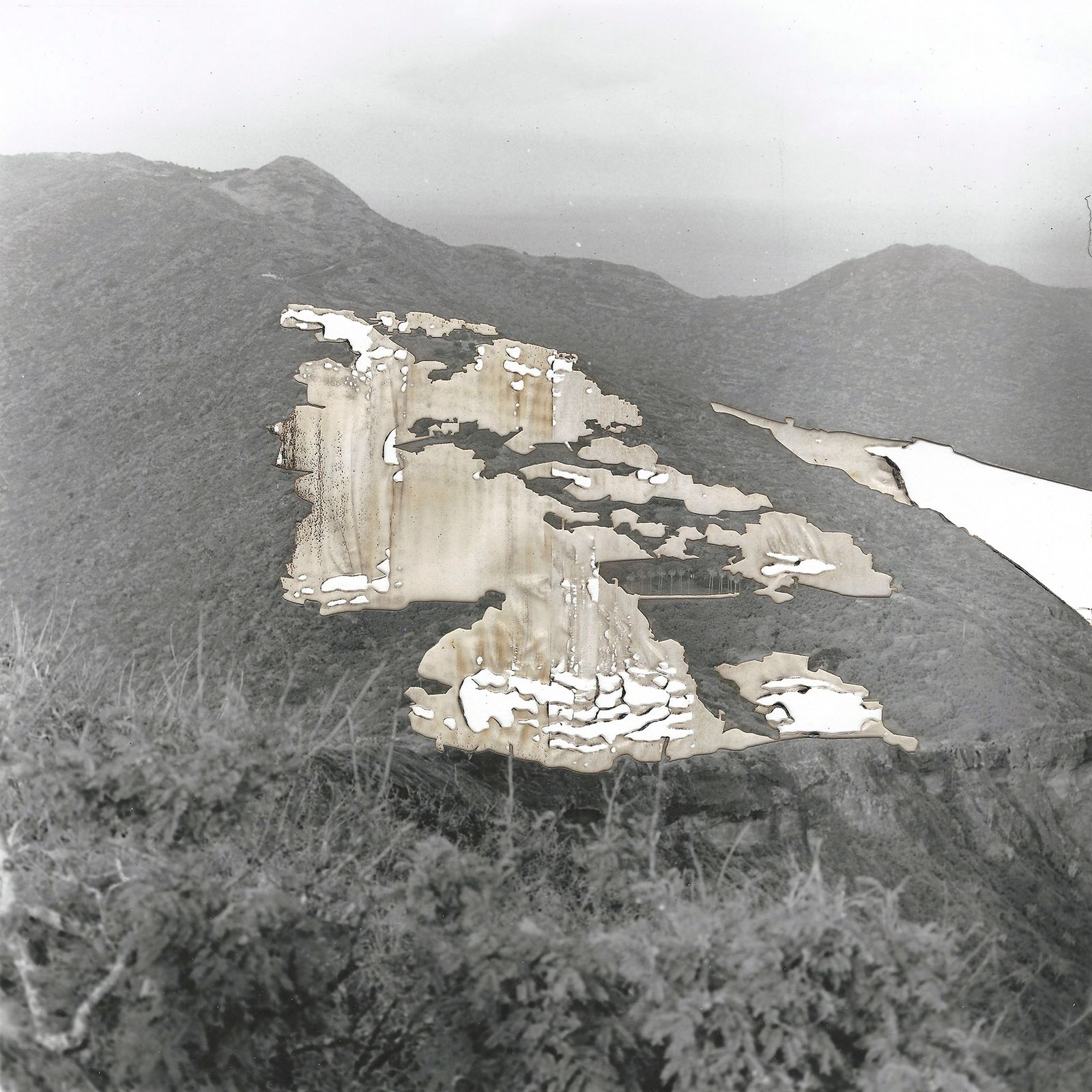 The Invasive Species of the Built Environment - PhMuseum