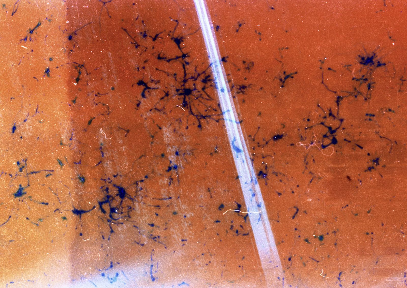 JARDIN DE MI PADRE - PhMuseum