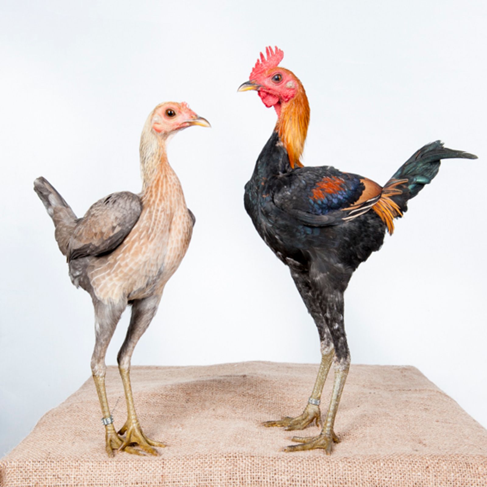 Chickens - PhMuseum