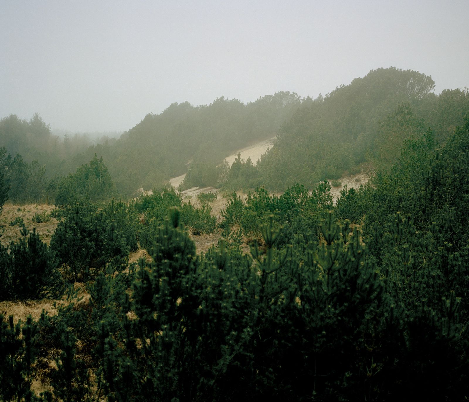 Wolf land - PhMuseum