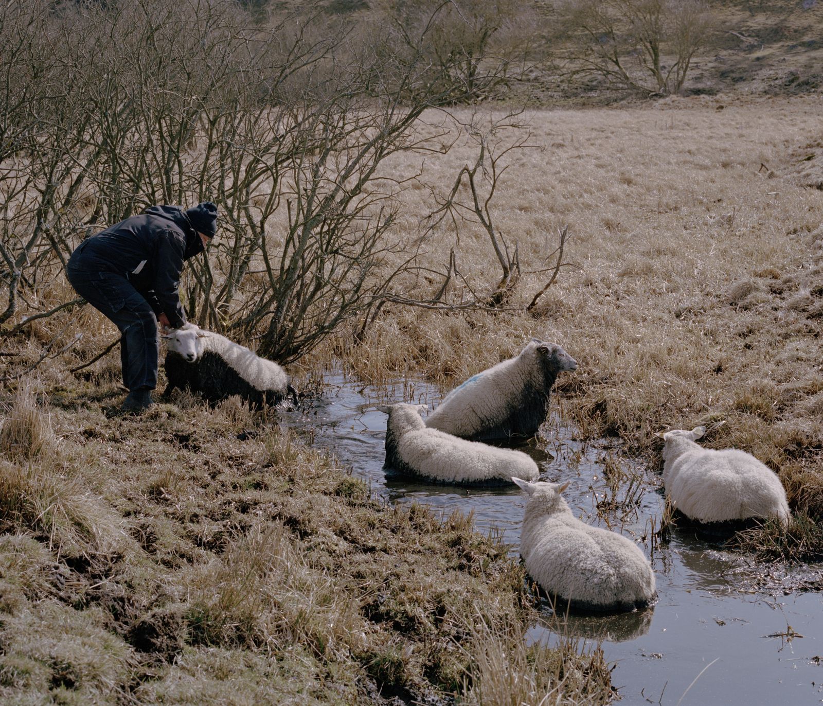 Wolf land - PhMuseum