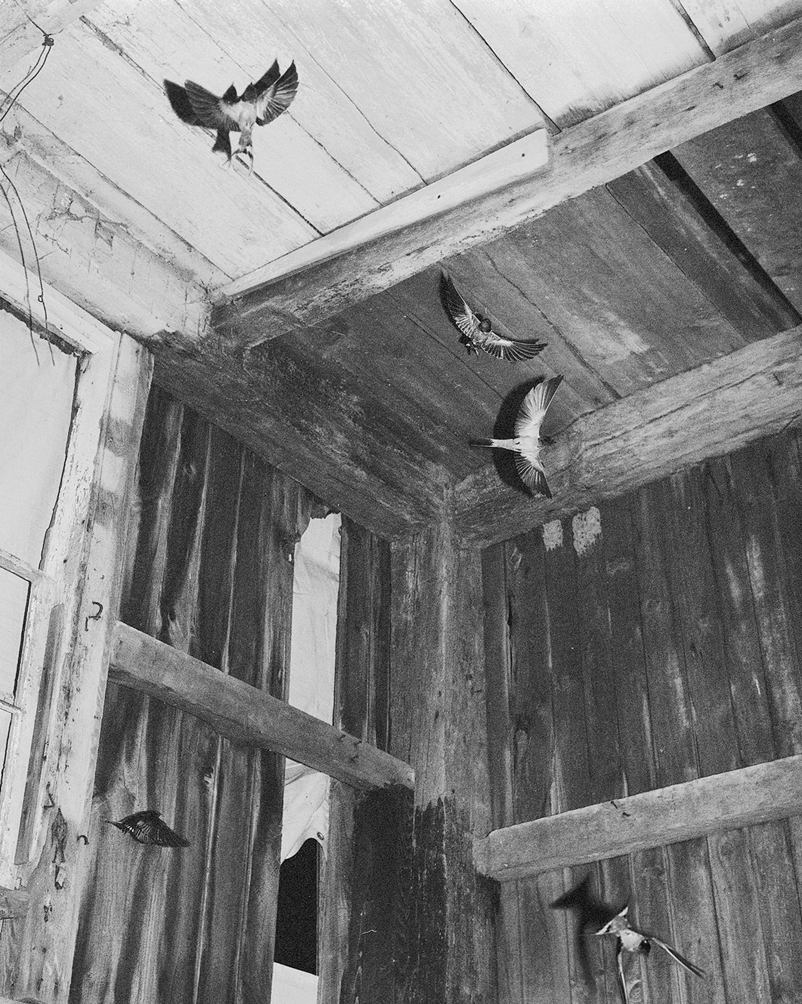 egg-white moon / an eternity for fish - PhMuseum