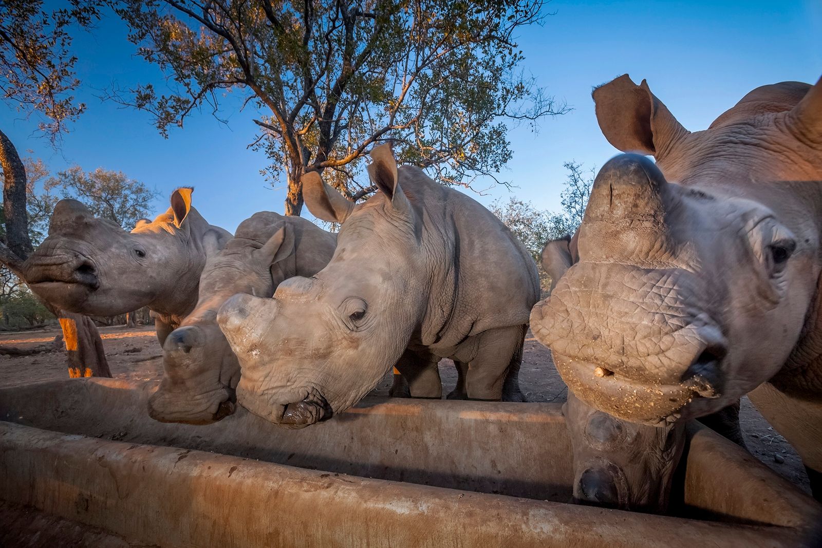 The Return of the Rhino - PhMuseum