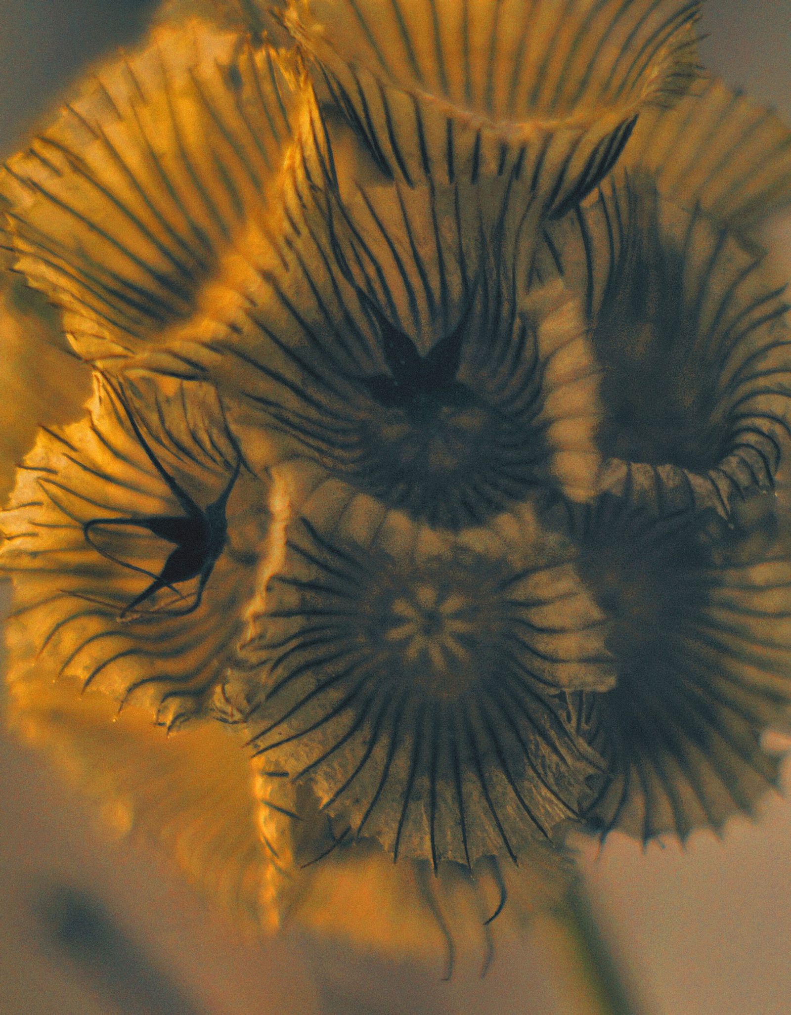 Color Therapy - PhMuseum