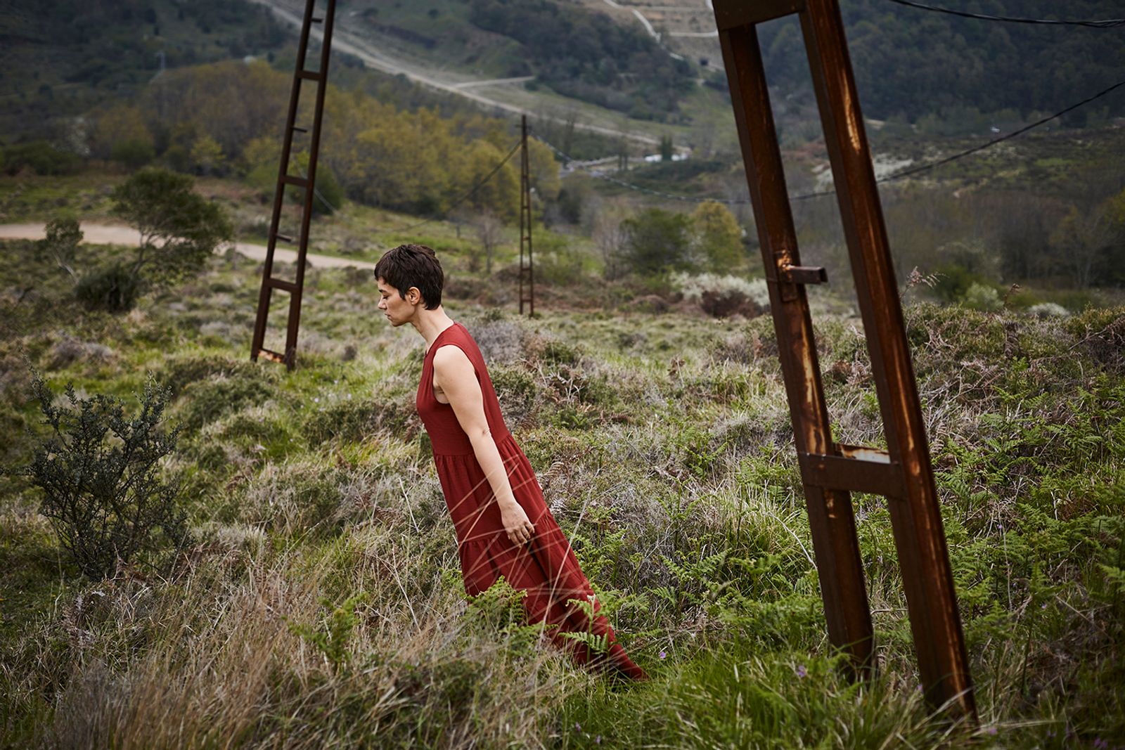 OLIVE TREE - PhMuseum