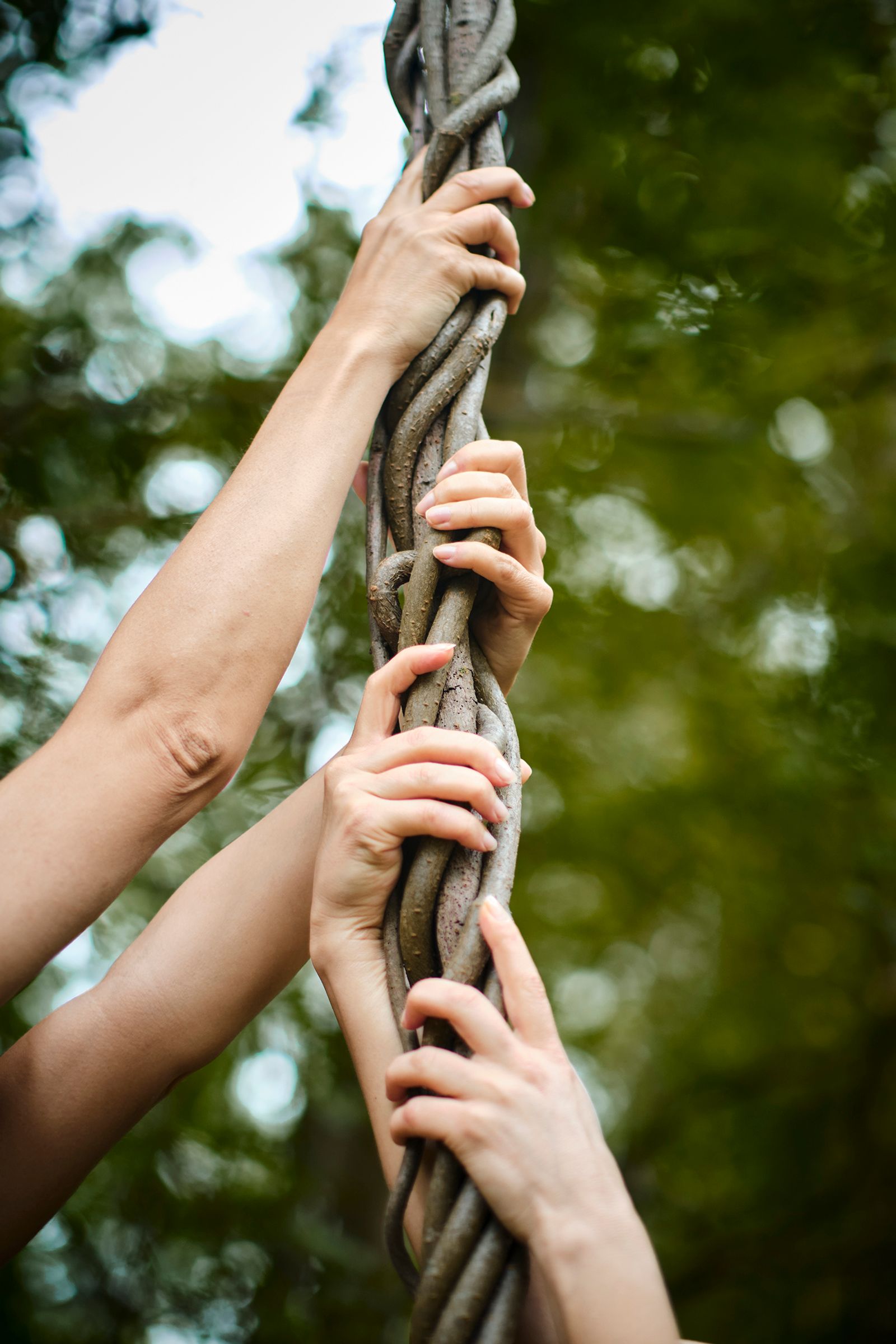 OLIVE TREE - PhMuseum