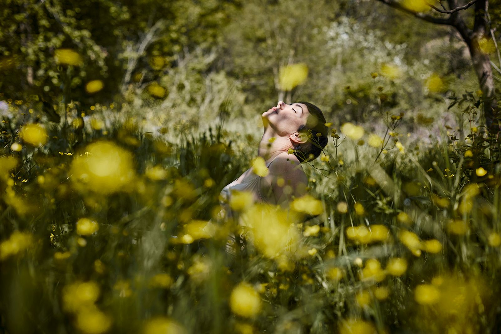 OLIVE TREE - PhMuseum