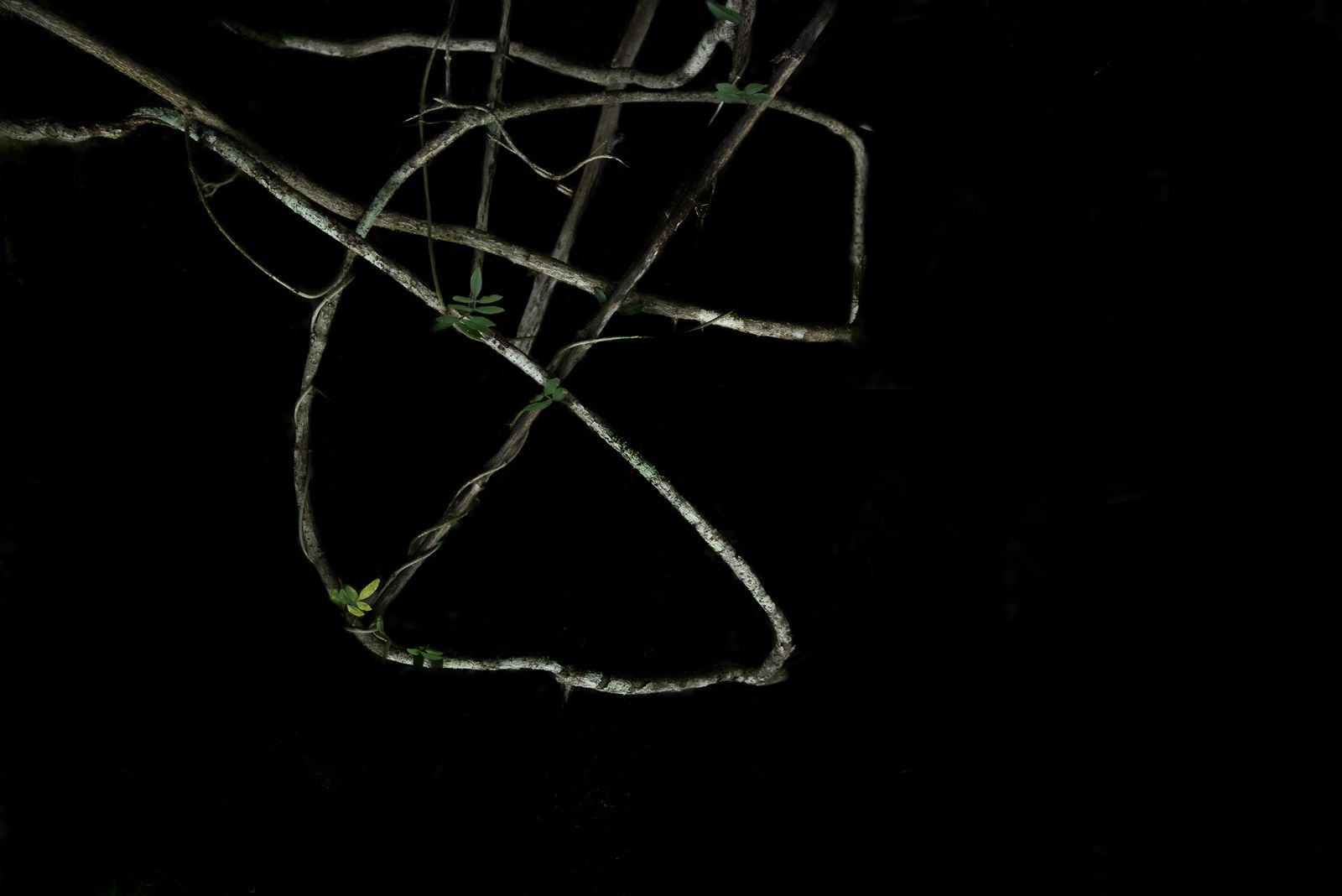 The missing forest - PhMuseum